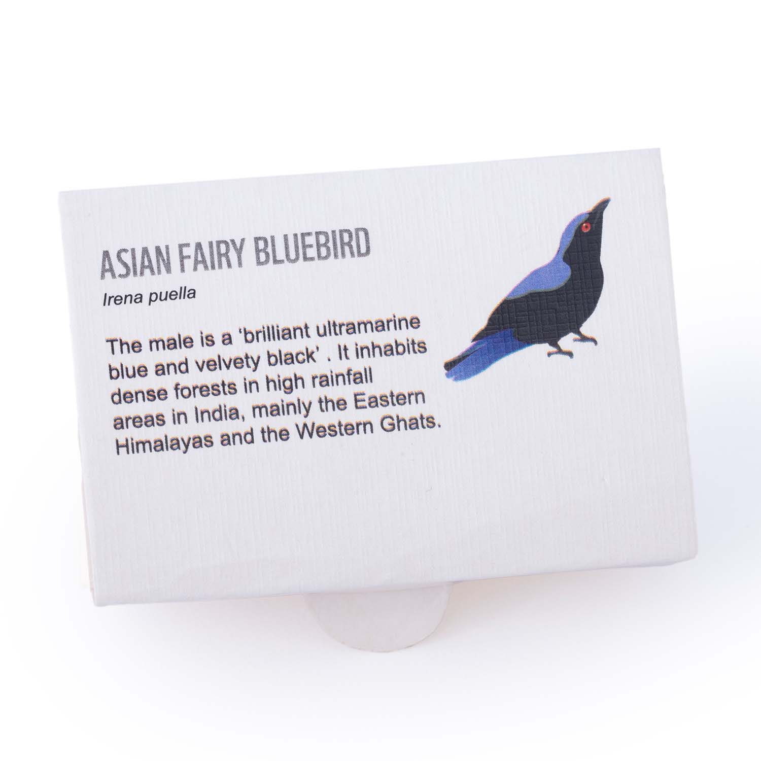 Asian Fairy Bluebird – Lapel Pin – WWF Nature Store